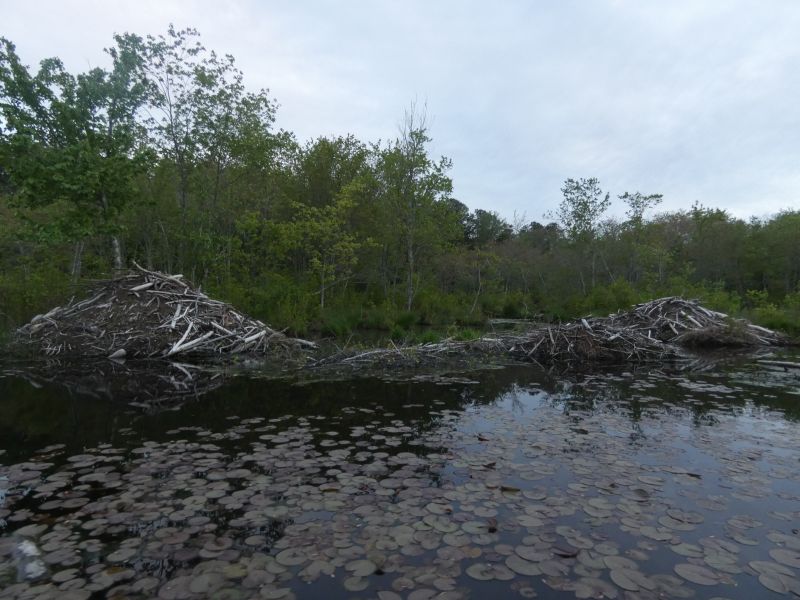 beaver lodges main pond UWR 2021 05 06 01.jpg