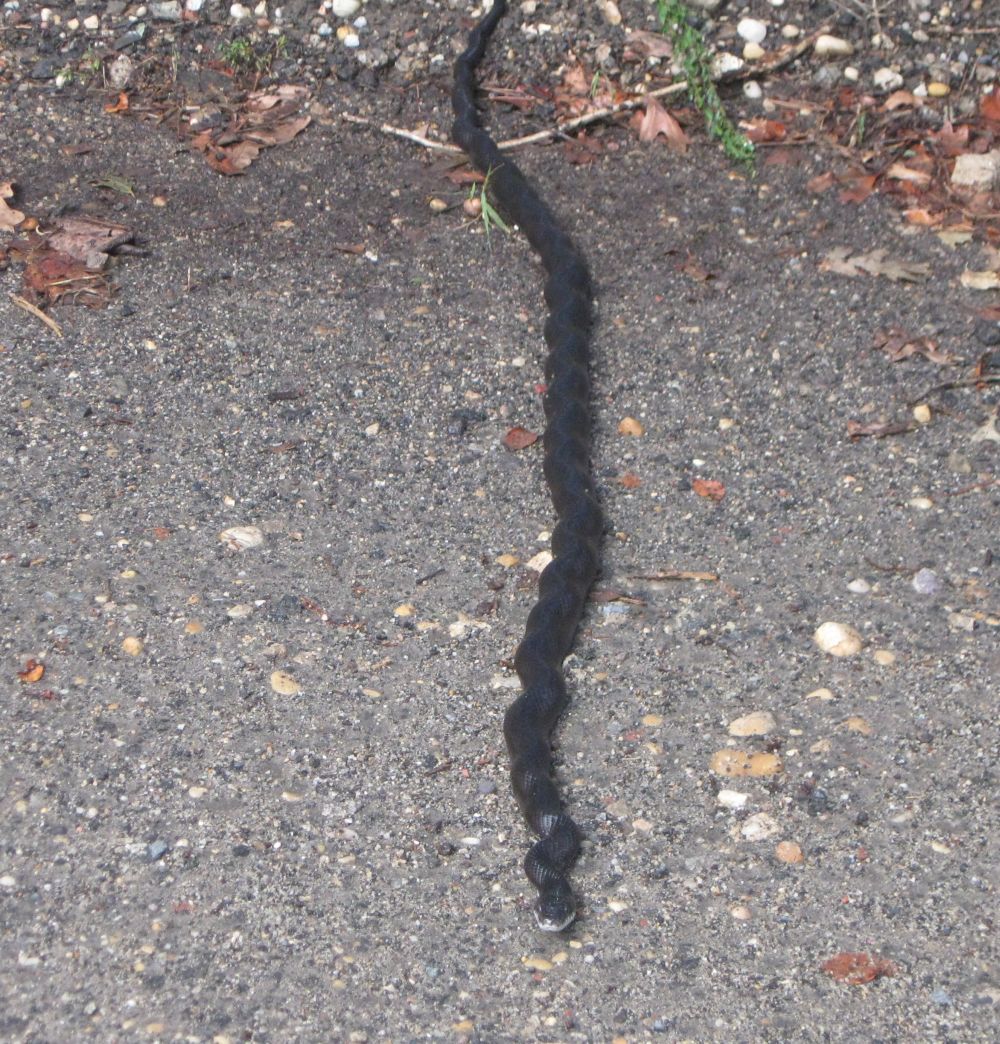 Black rat snake crossing a lane in the Refuge, 2, photo by Dave Sauder ...