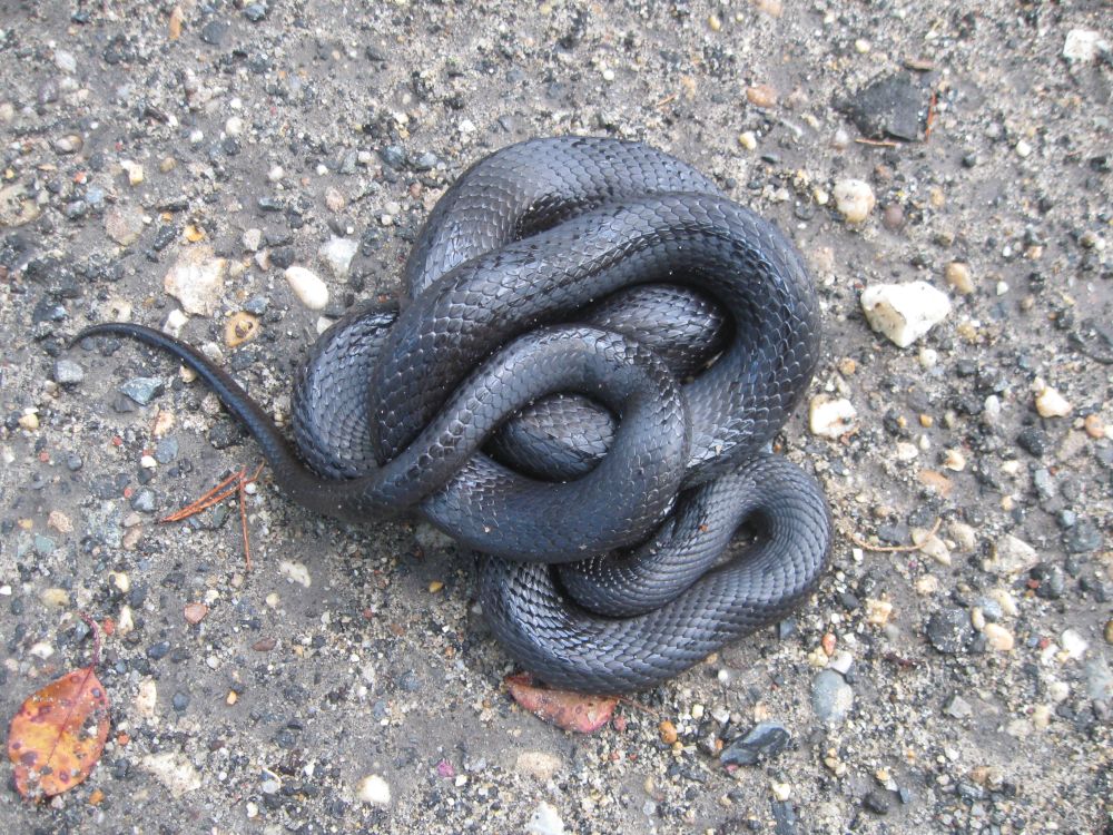 Black rat snake crossing a lane in the Refuge, 6, photo by Dave Sauder (Sep 2019)