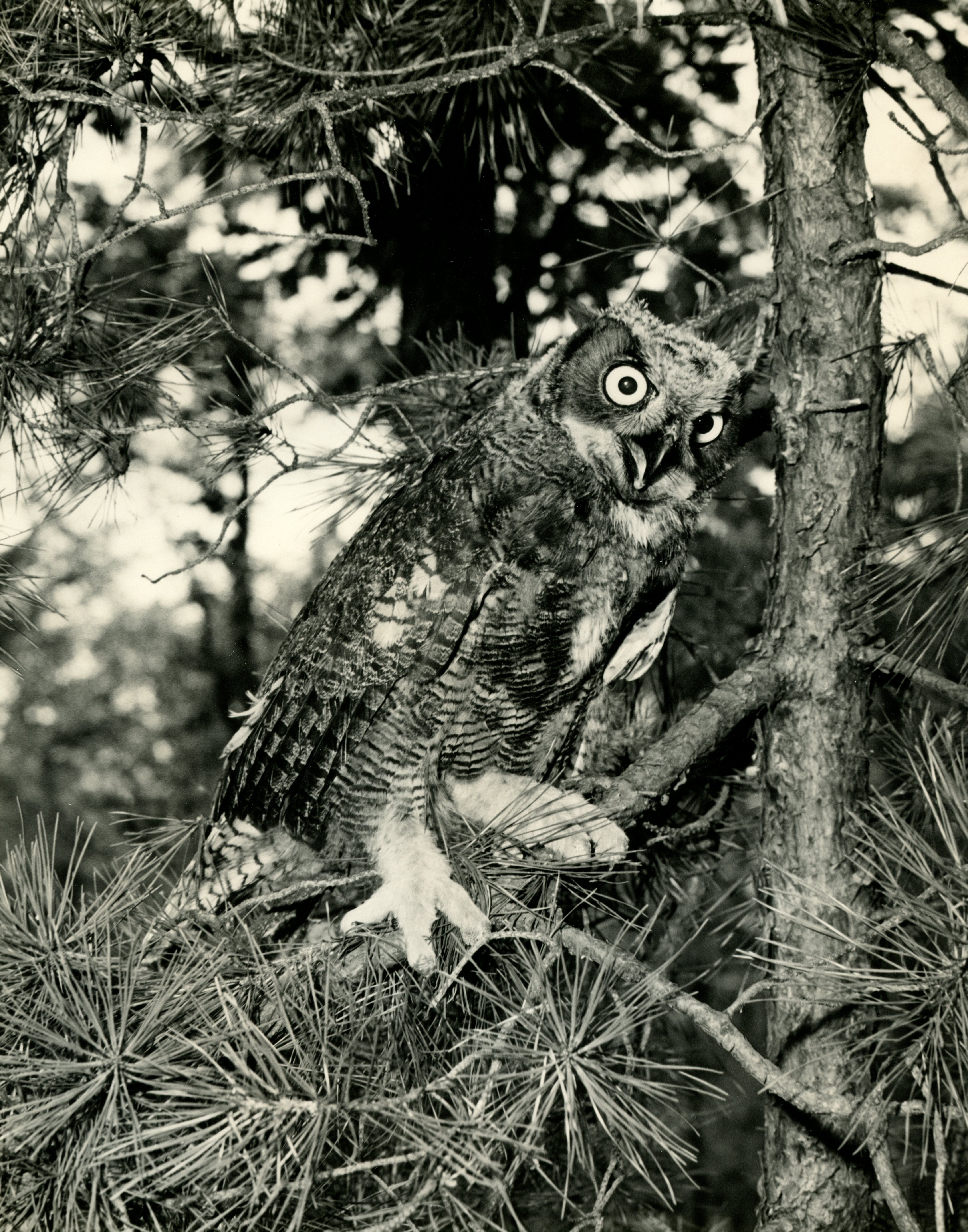 Images for 1967