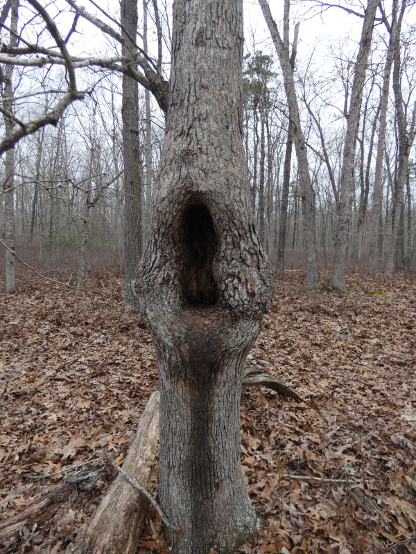 Unexpected Wildlife Refuge